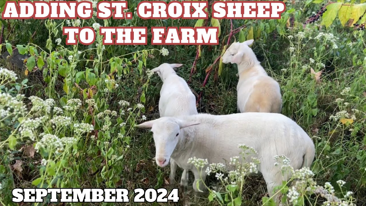 Adding St. Croix Sheep To The Farm - YouTube
