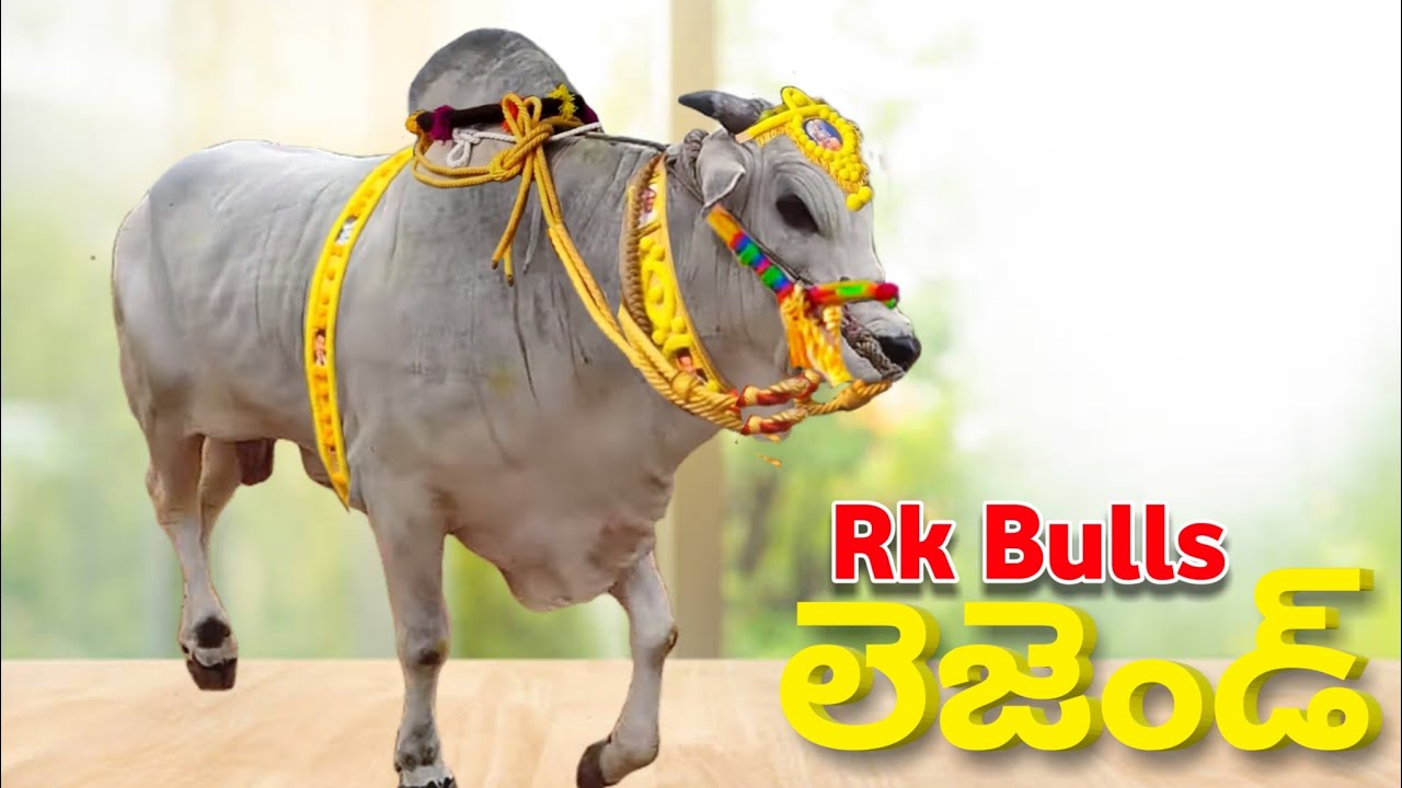 Rk bull Vetapalem వారి లెజెండ్రి గిత్త లెజెండ్ || Rk bulls బాలయ్య - YouTube