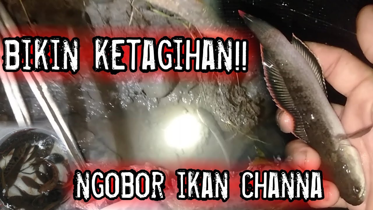 BERLIMPAH‼️CHANNA LIMBATA & LELE JAWA 🔴NGOBOR IKAN 🔴 - YouTube