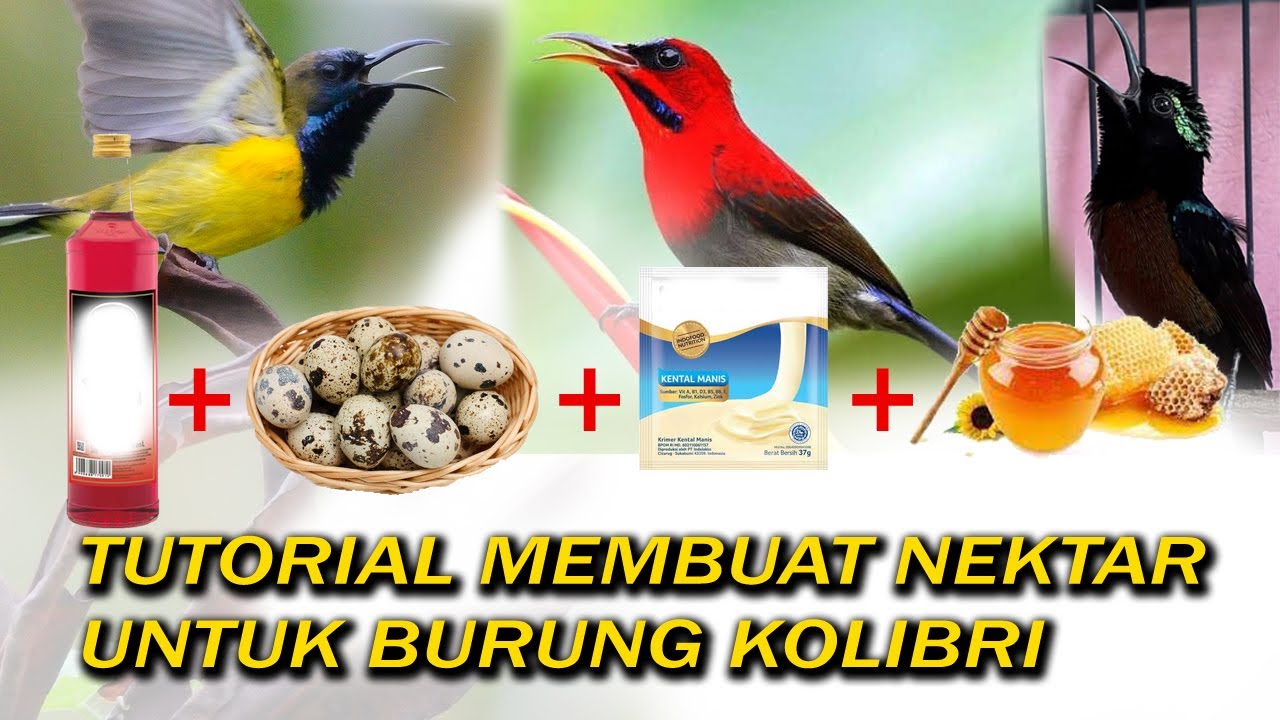MUDAH & SIMPEL!!! | CARA MEMBUAT NEKTAR KOLIBRI TERBARU 2021 - YouTube