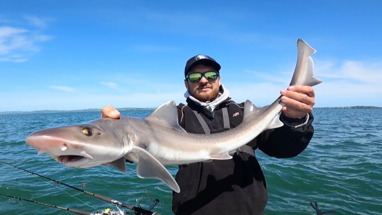 Gummy Shark's in WP Bay! Dolphin. Show ep 14 - YouTube