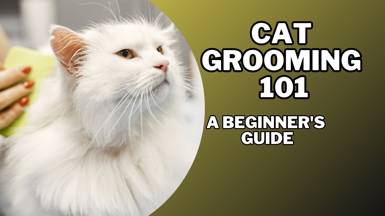 Cat Grooming 101: A Beginner's Guide #catgrooming / Cat Grooming Guru ...