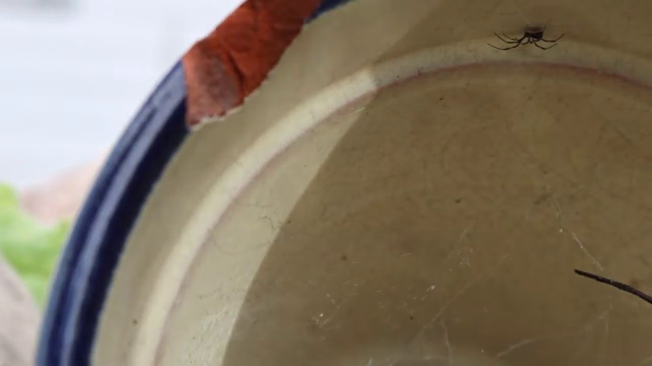 FREE HD STOCK FOOTAGE of Spider in Clay Pot - YouTube
