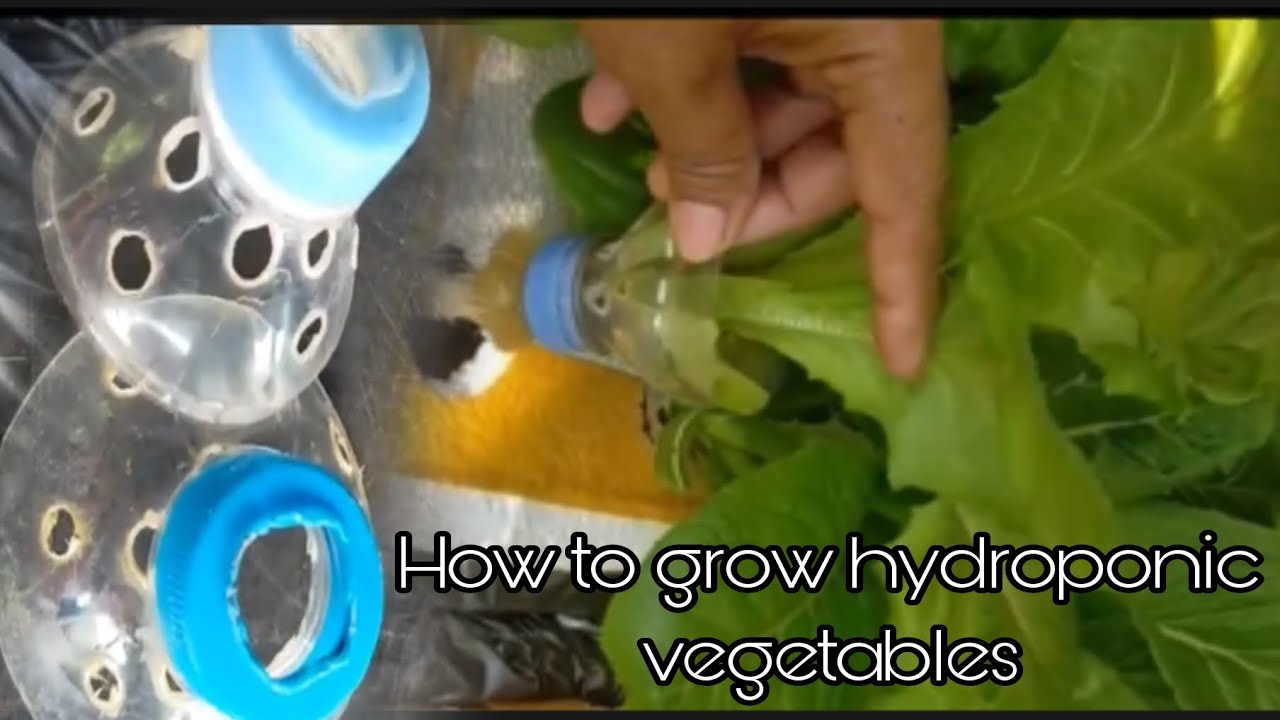 How to grow hydroponic vegetables esay for beginners - YouTube