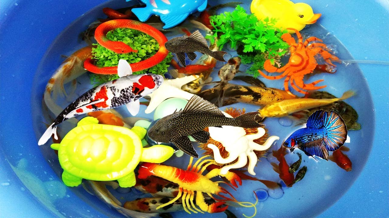 The most cute ornamental fishes Betta, Calico Goldfish, Butterfly koi ...