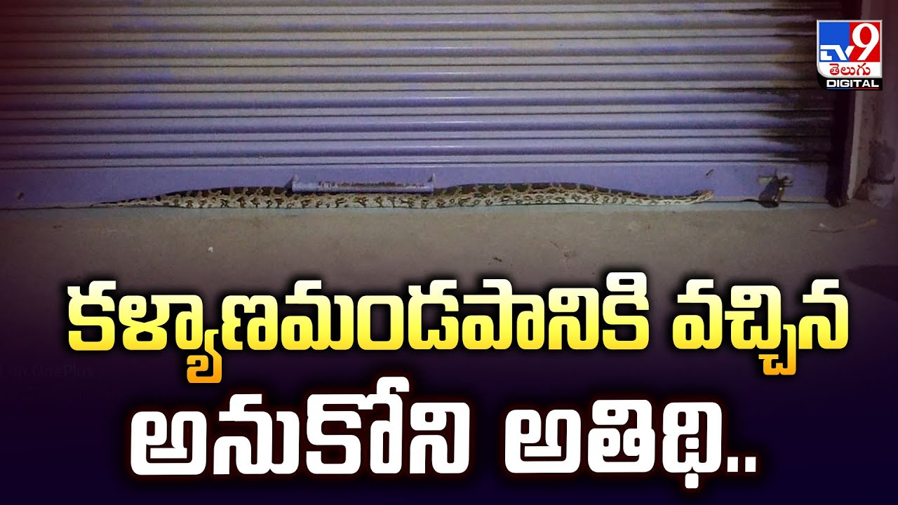 కళ్యాణమండపానికి వచ్చిన అనుకోని అతిథి.. | Konda Chiluva | Python - TV9 ...