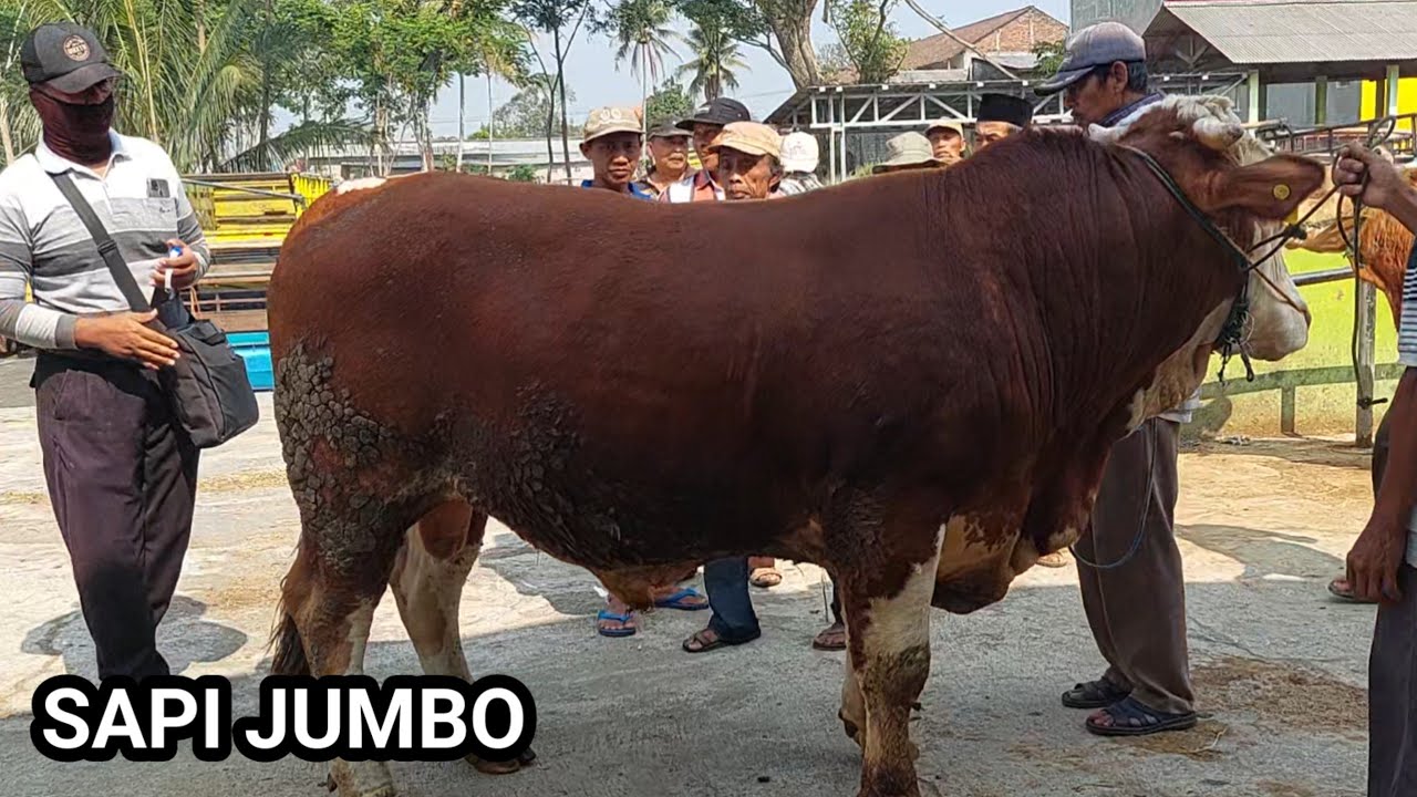 SAPI JUMBO AWALNYA SUSAH SIANG HARI JADI GAMPANG 🔥 - YouTube