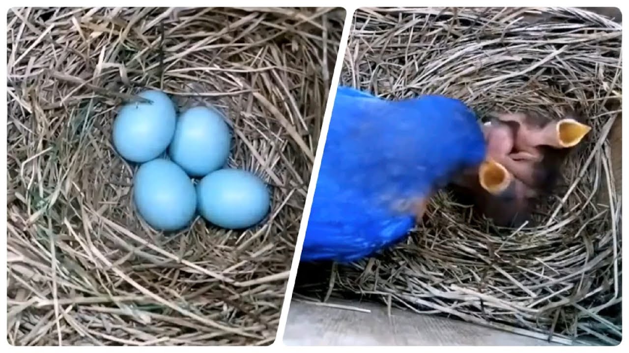 Swallows Bird Build Nest || 30 Days Egg Hatching Process - YouTube