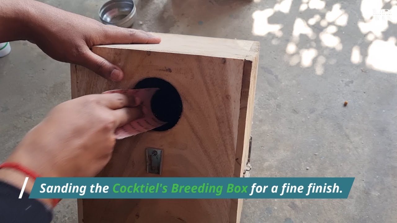 Cockatiel Bird Breeding Box | Sanding | Breeding Box Size In the ...