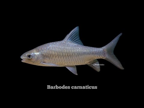 Barbodes carnaticus @ Carnatic Carp (India) - YouTube