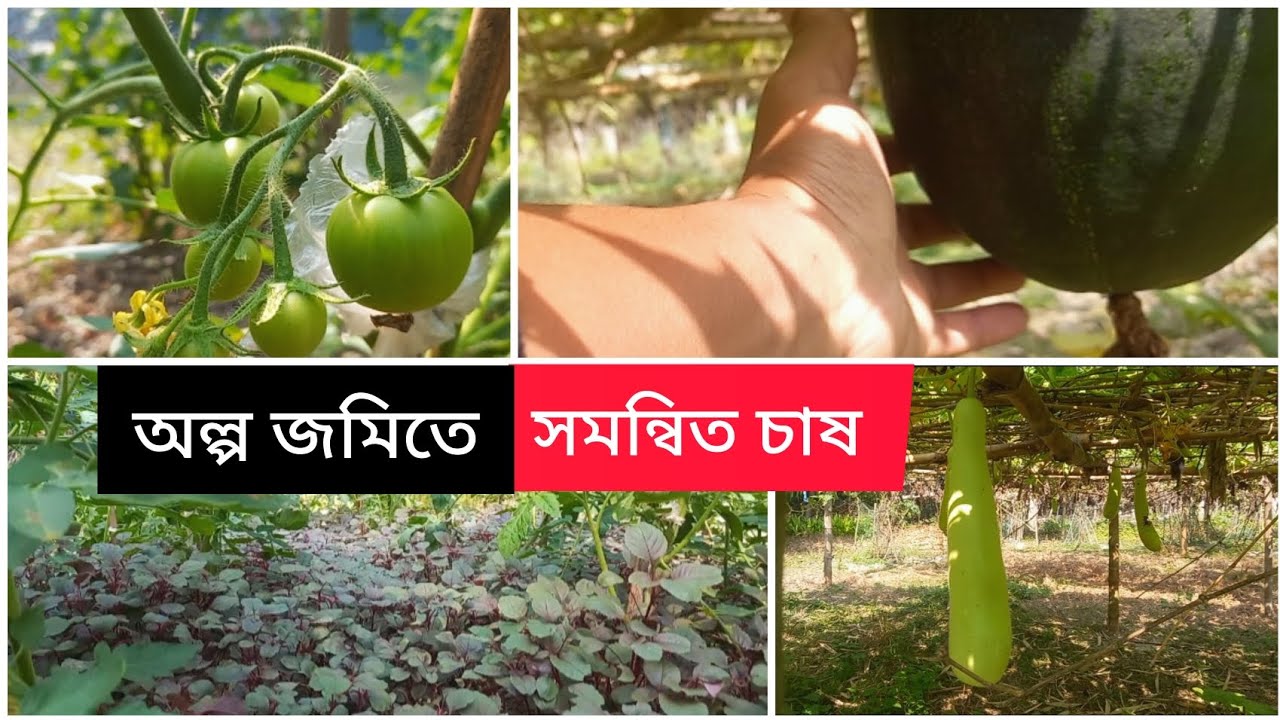 একই সাথে কি কি সবজি চাষ করতে পারবেন | Seasonal Vegetable Cultivation ...