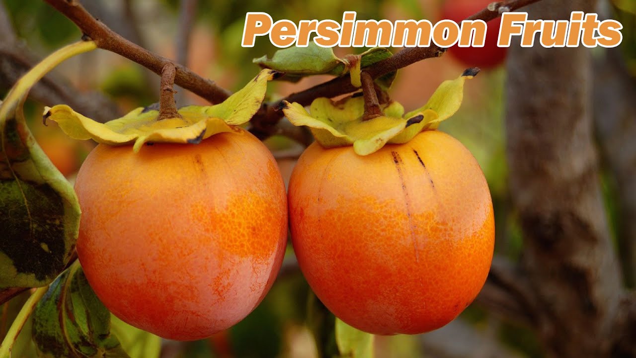 Persimmon Fruits || Kaka Fruit || Kaki Fruit || Sharon Fruit ...