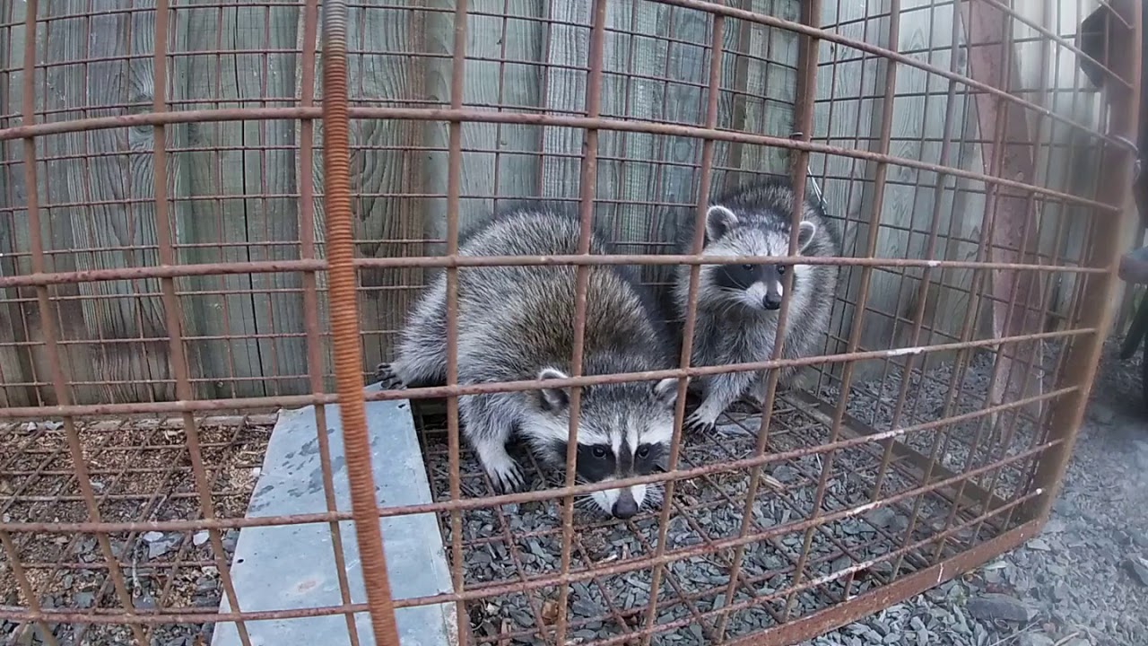 Piégeage ratons laveurs Henrot Pierre destruction nuisibles - YouTube