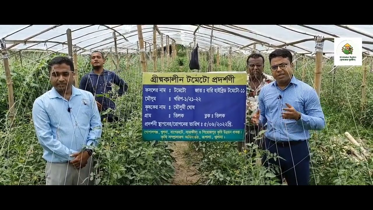 গ্রীস্মকালীন টমেটো চাষ।টমেটো |Tomato farming।Tomato chas।Summer tomato ...
