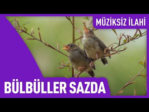 Bülbüller Sazda | Müziksiz İlahi