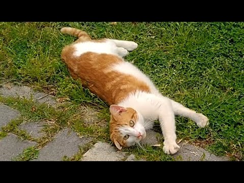 The ginger cat found something in the grass - YouTube