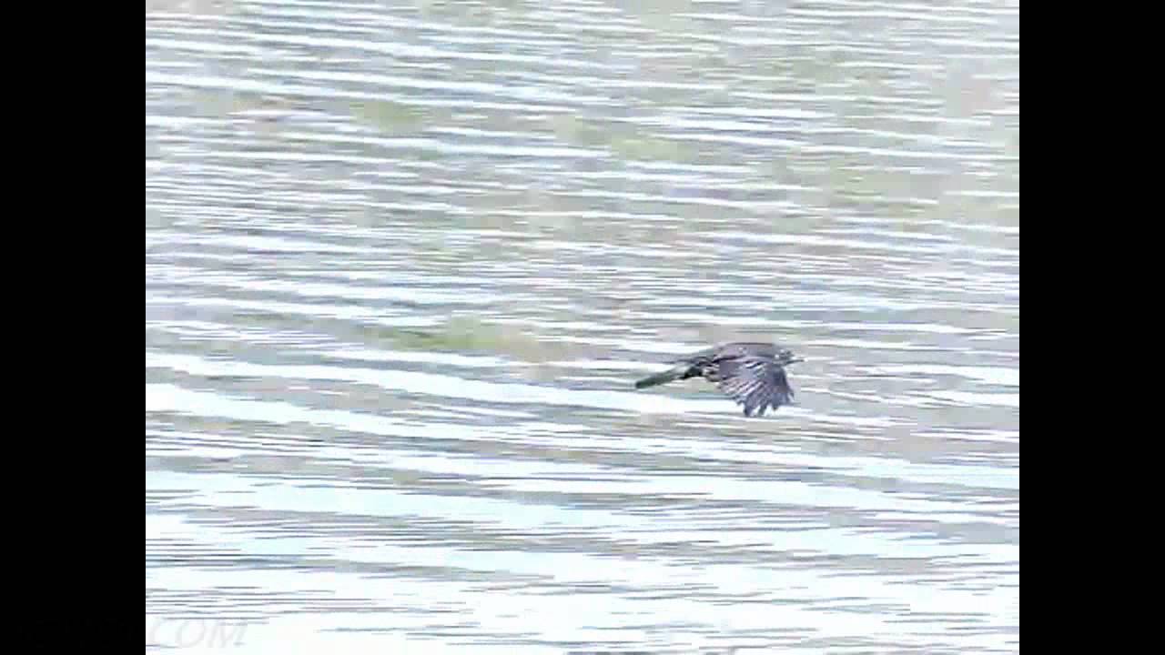 300fps slow motion Raven (or Crow) flying over water with landing ...