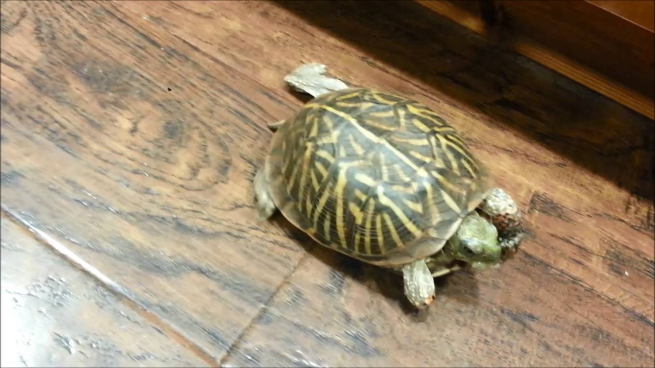 Teddy the box turtle teaches us important lessons - YouTube