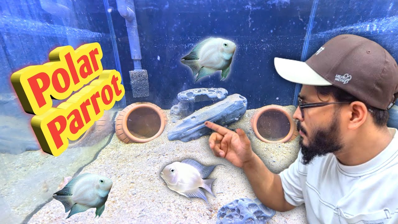 New house for white polar parrot fish |Robi's Exotic Pet's| - YouTube