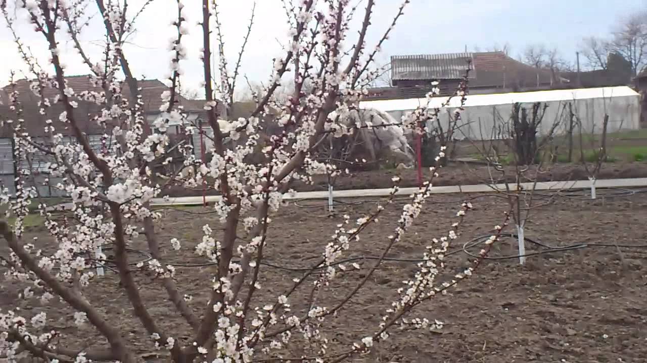 Caişi înfloriţi 2013 - YouTube
