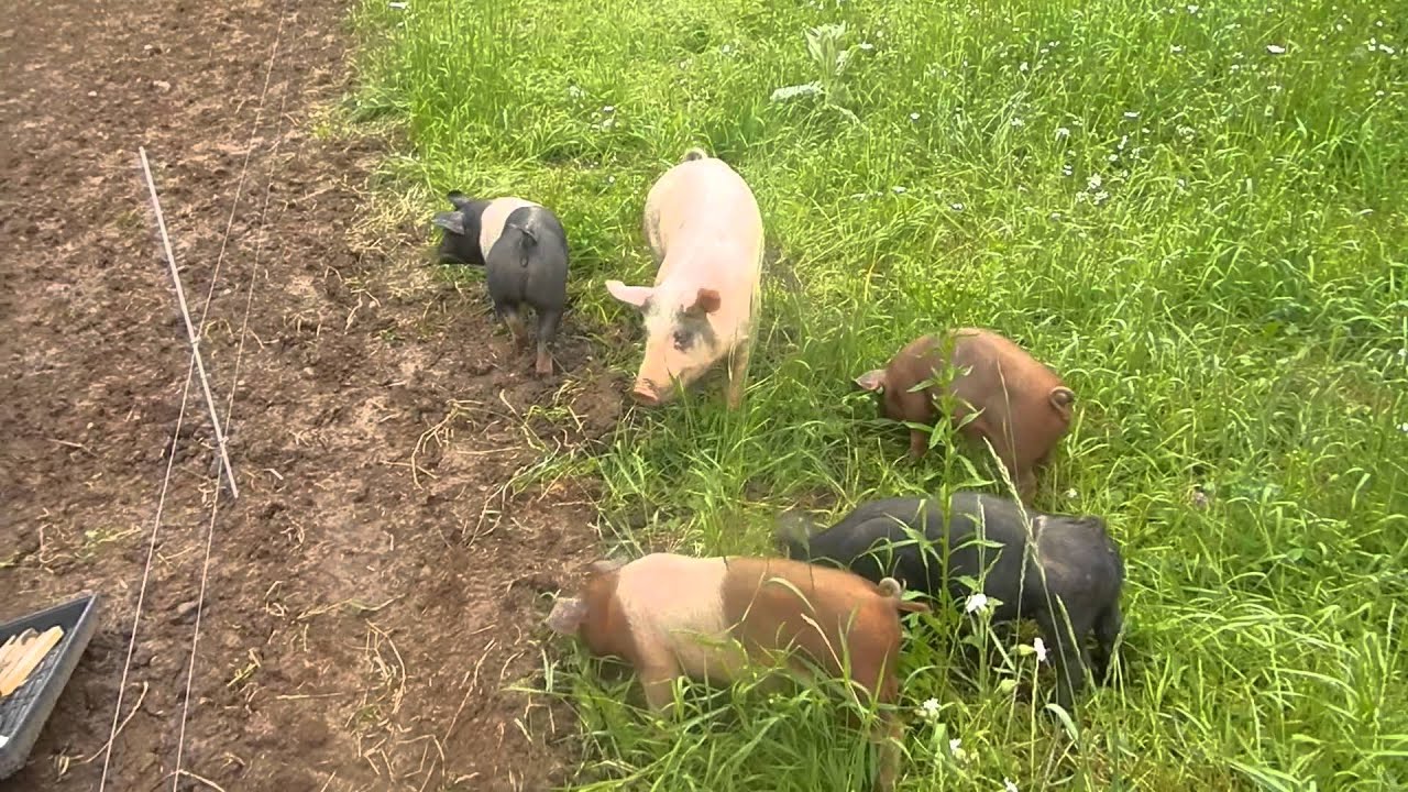 Evolution of pigs part 2- pastured pigs - YouTube