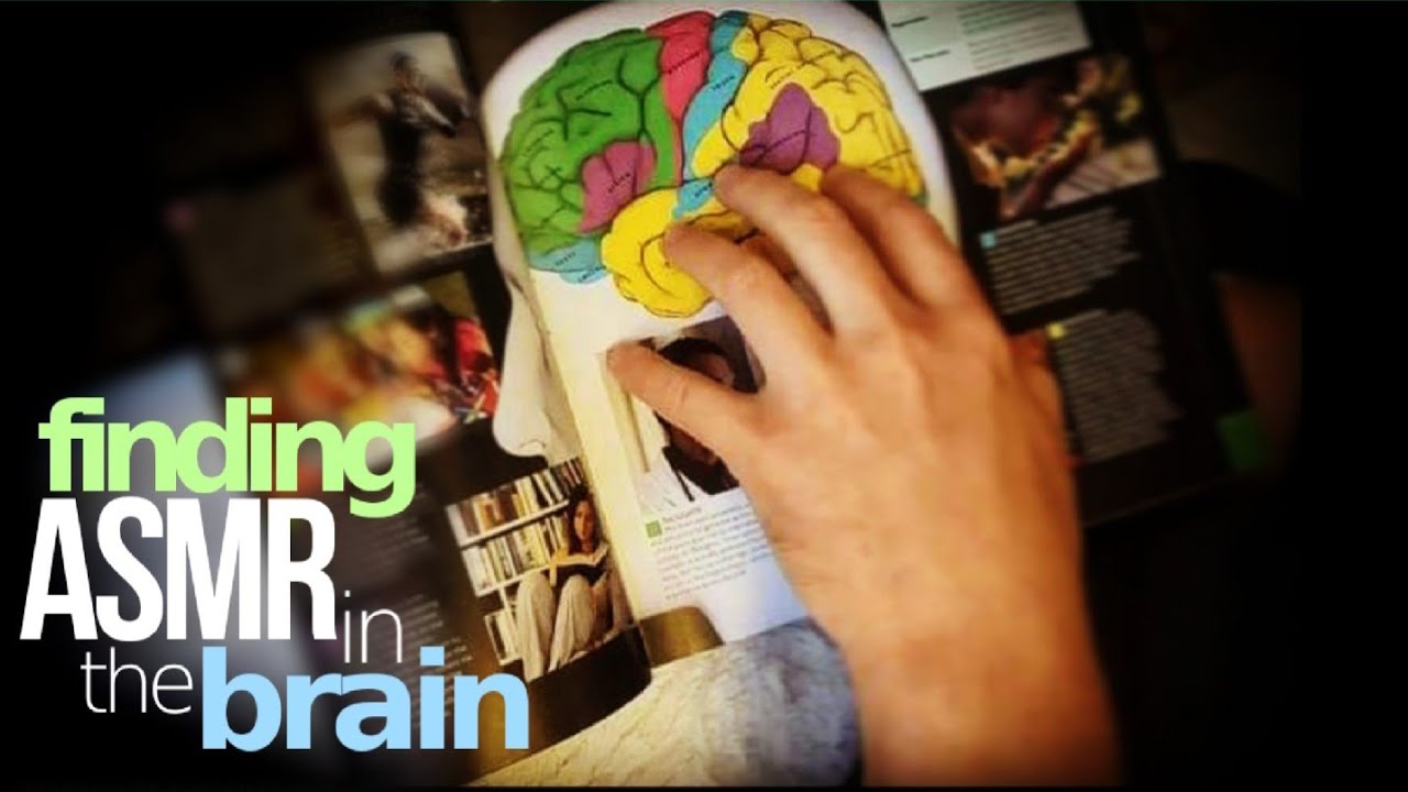 The Human Brain (part 2): Explaining ASMR [science, psychology, anatomy ...