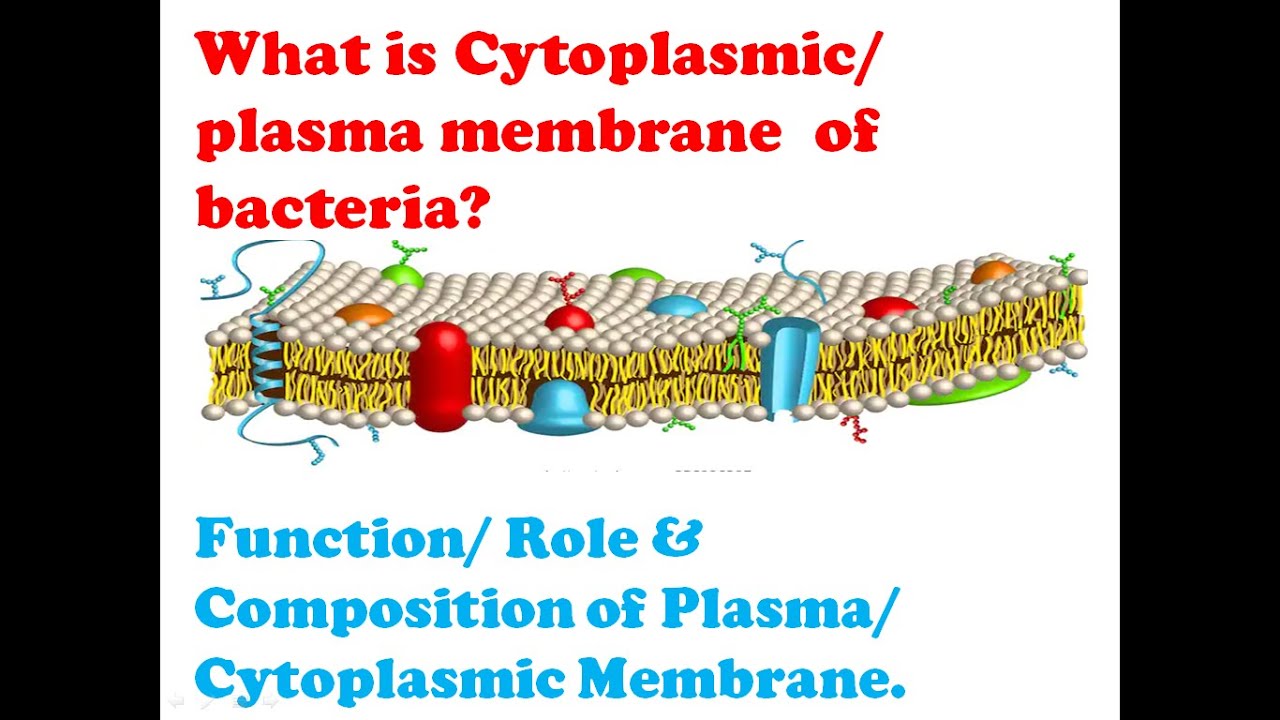 What is Cytoplasmic Membrane/ Plasma Membrane of Bacteria? ¿Qué es la ...