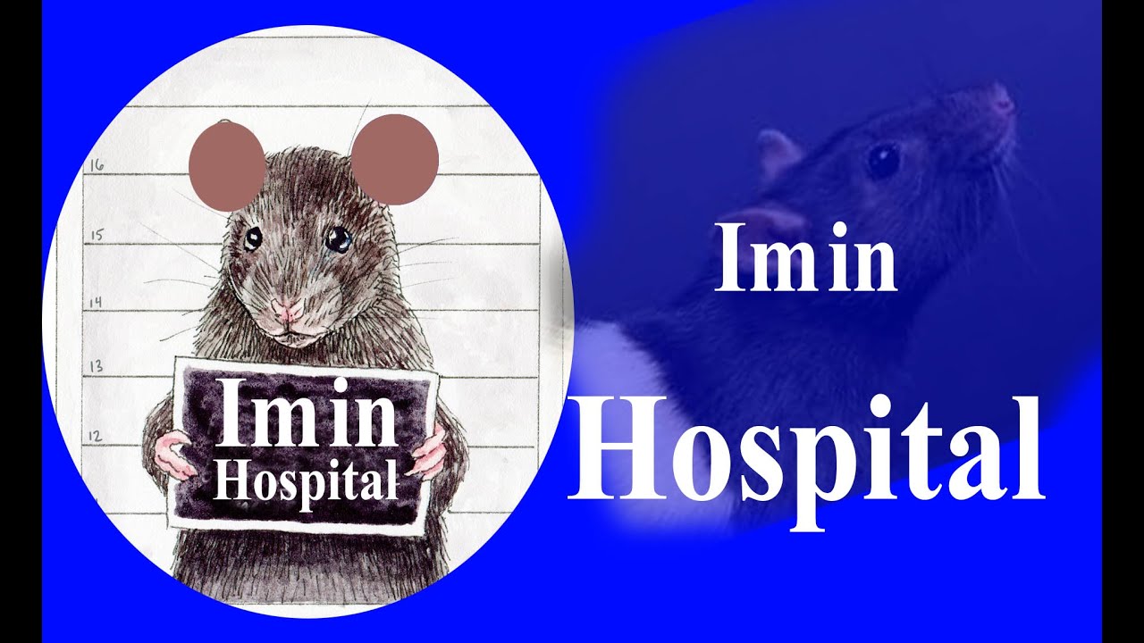 Rat// in Hospital // Mouse in hospital // Coha a giya// G9News - YouTube