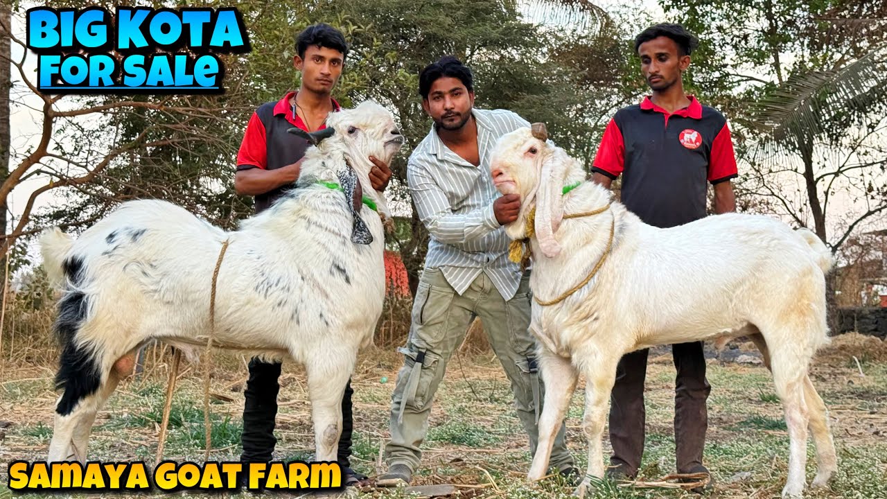 BIG KOTA Goats of SAMAYA Goat Farm FOR SALE !!! Irfan Bhai GARAM ho ...