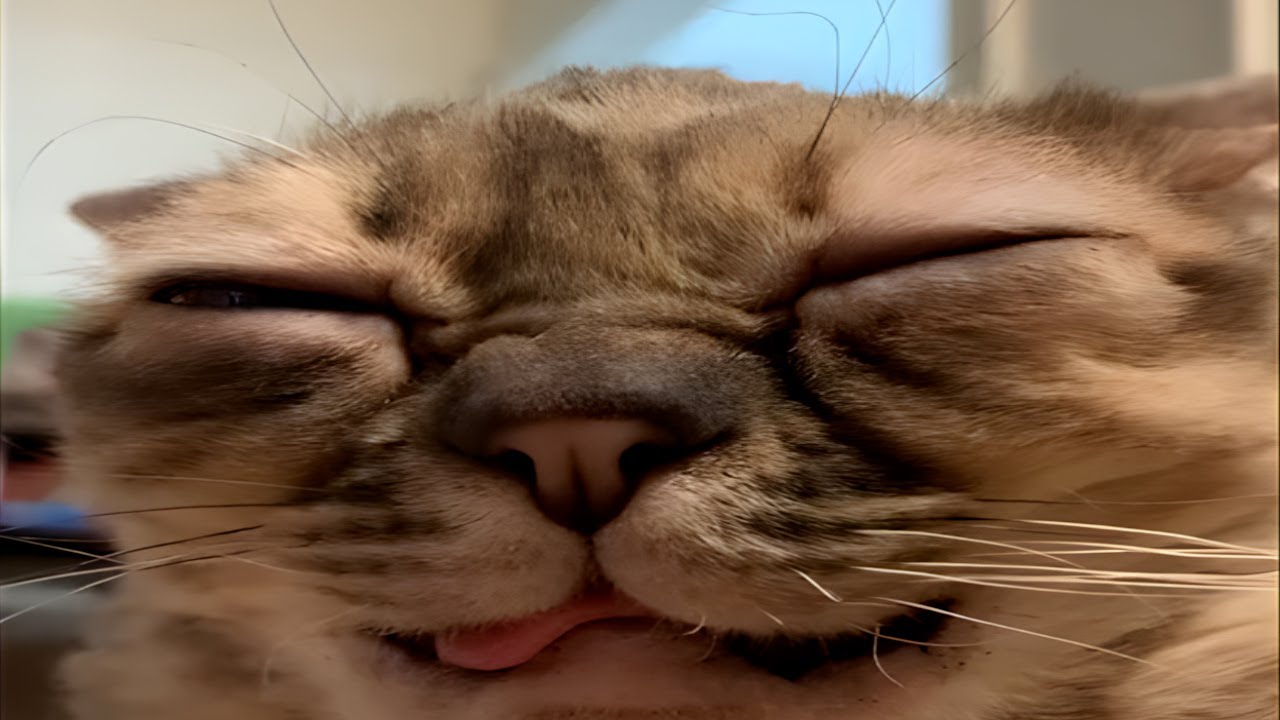 FUNNY CATS MEMES COMPILATION V11 - YouTube