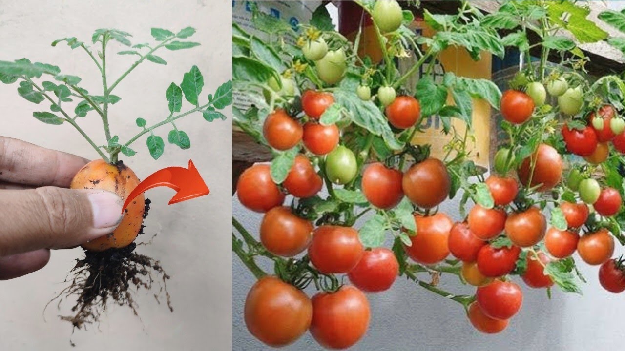 New skills! Grafting a tomatoes tree with tomato fruit in pot - YouTube