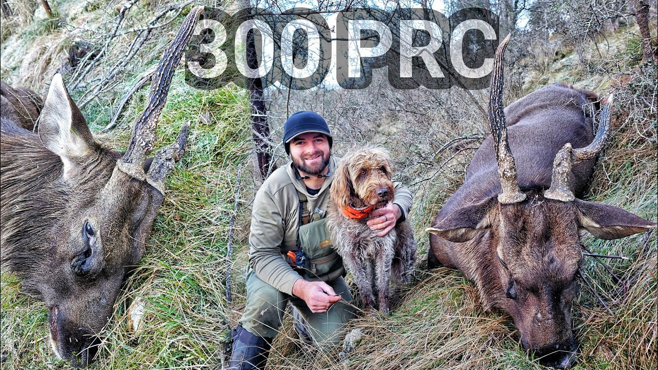 WONKY DONKEY Sambar STAG - 300PRC Deer Hunting - YouTube