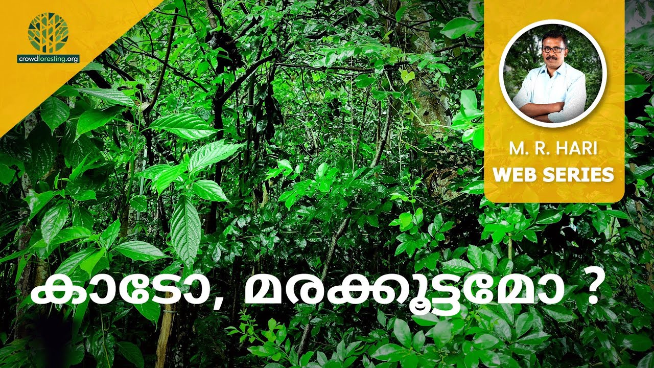 കാടോ, മരക്കൂട്ടമോ ? | Forest Vs Clump of Trees - YouTube