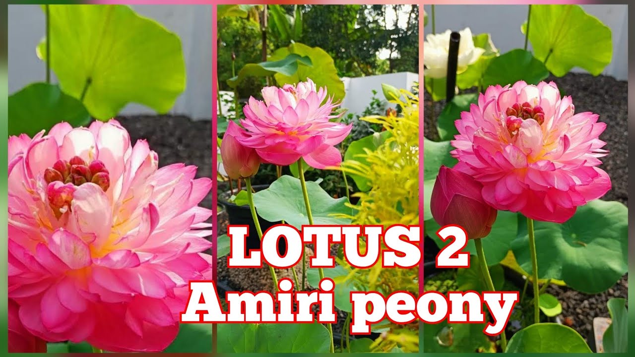 Lotus 2| Amiri peony #subscribers #gardening #flowers #lotus # ...