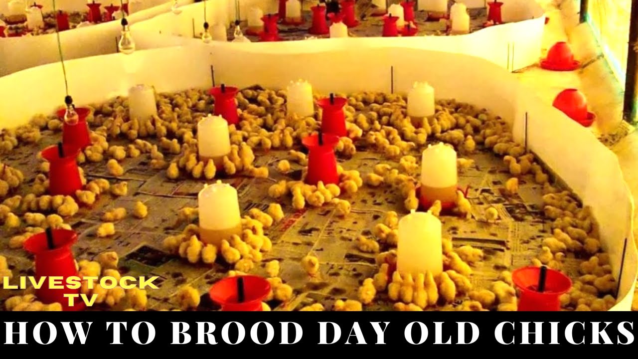 How To Brood Day Old Chicks. Brooding System In Poultry, hen - YouTube