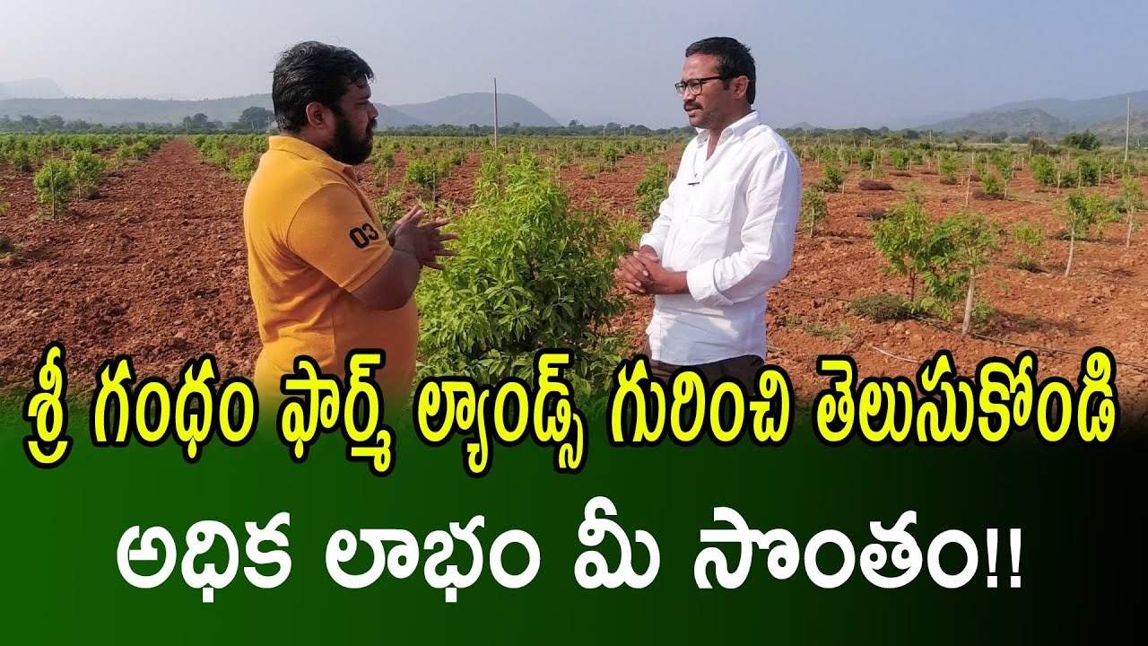 Sri Gandham Farm Lands Complete Details in Telugu - YouTube