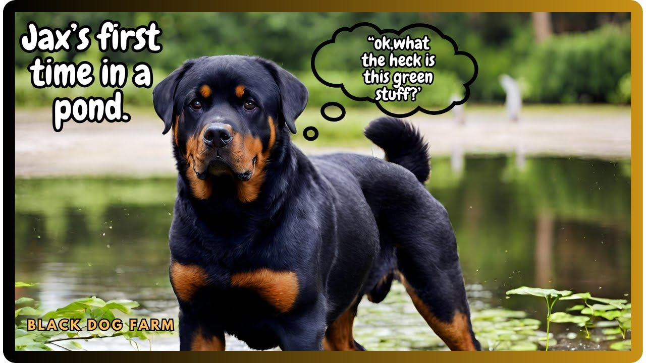 The Ultimate Showdown: Jax vs Mr. Pond - YouTube