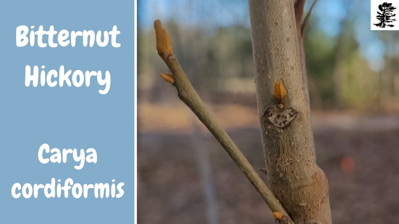 Bitternut Hickory Winter Twig ID - YouTube