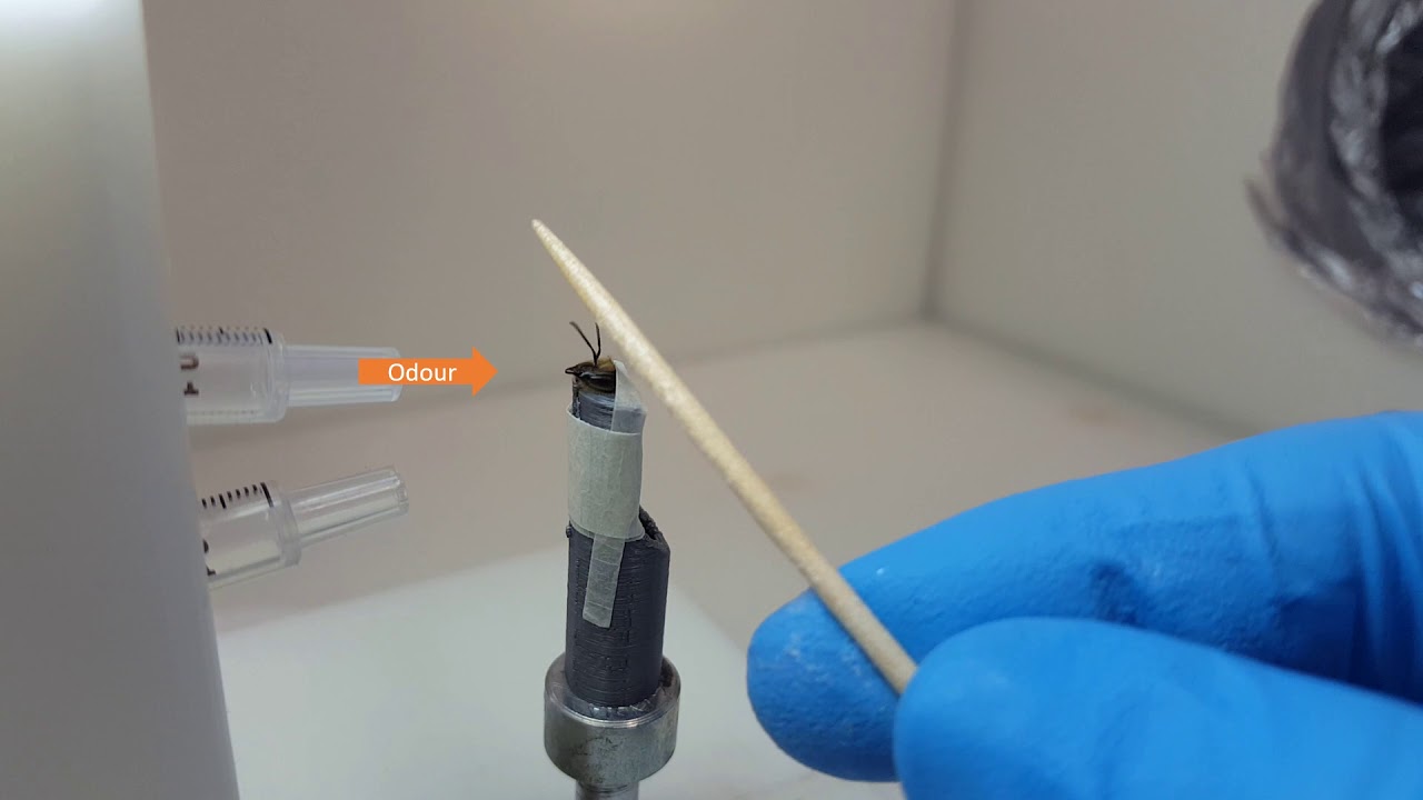 Classical conditioning of the honey bee proboscis extension reflex (PER ...