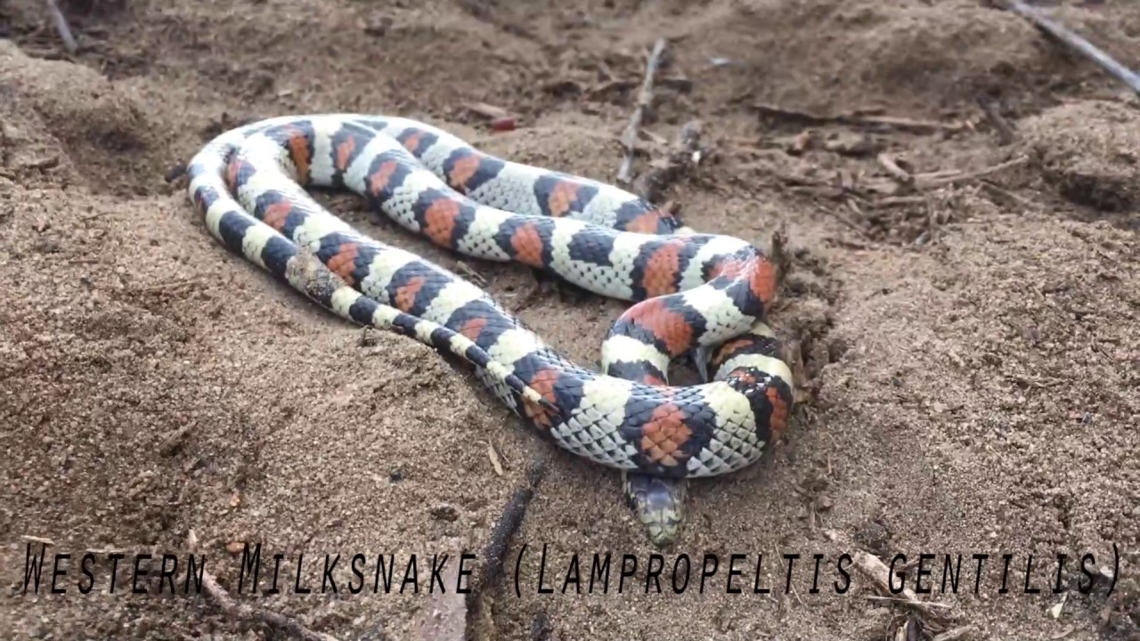 Spring Snake Madness! (Part 2) - YouTube