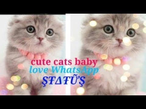 cute cats baby whatsapp status song  2018