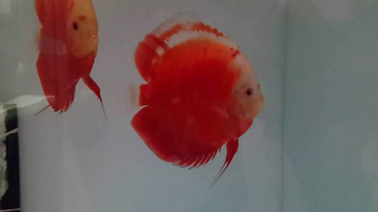 Discus Pair Red valentine - Naveh Malki - YouTube