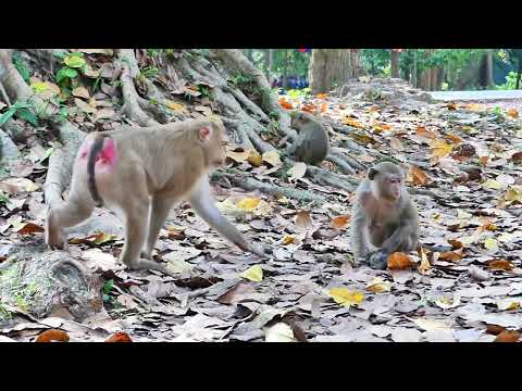 Rose give support Anita until when her baby die