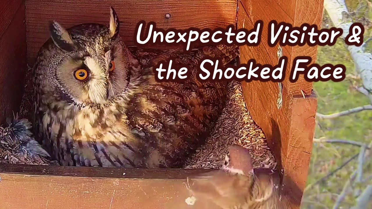 Unexpected Visitor & Mrs LEO’s Shocked Face🤩 | Long-eared Owls 03/14/23 ...