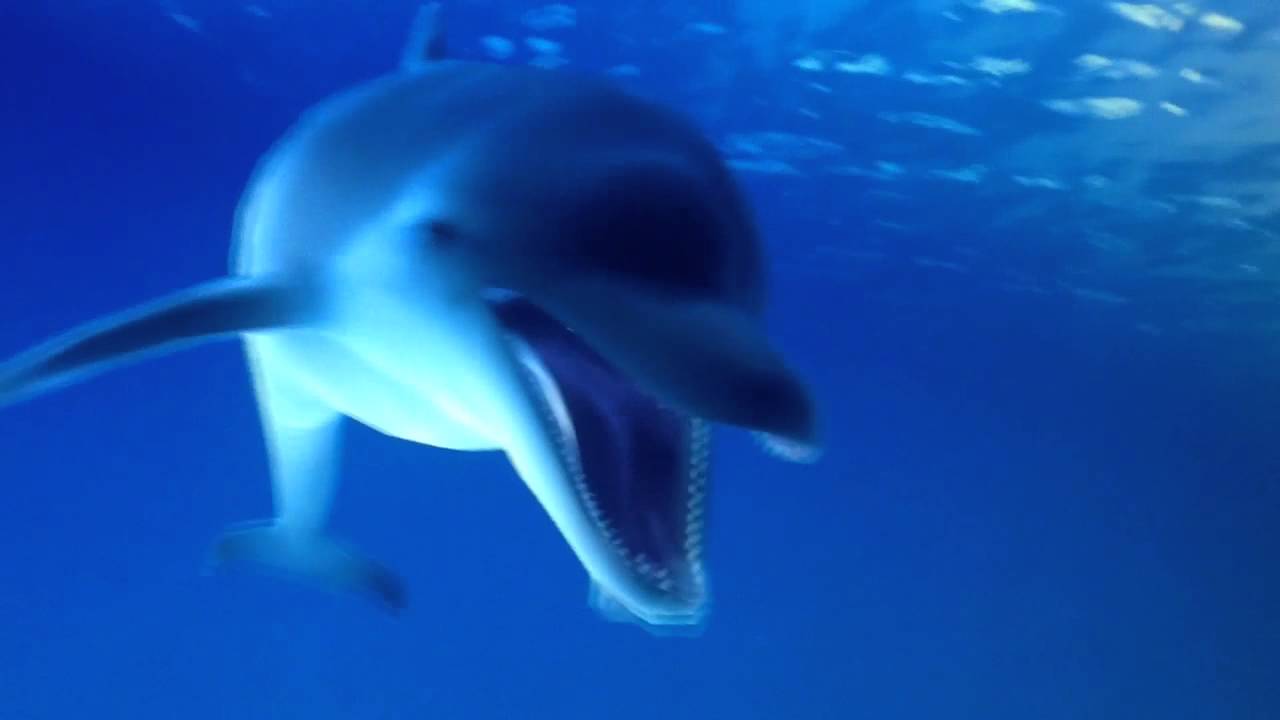 Dolphin swimming in Ocean Rift - YouTube