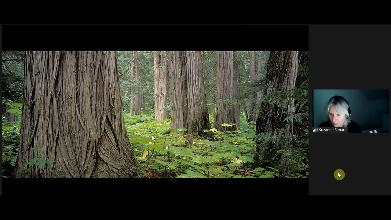 Mother Trees and the Social Forest, with Suzanne Simard - YouTube