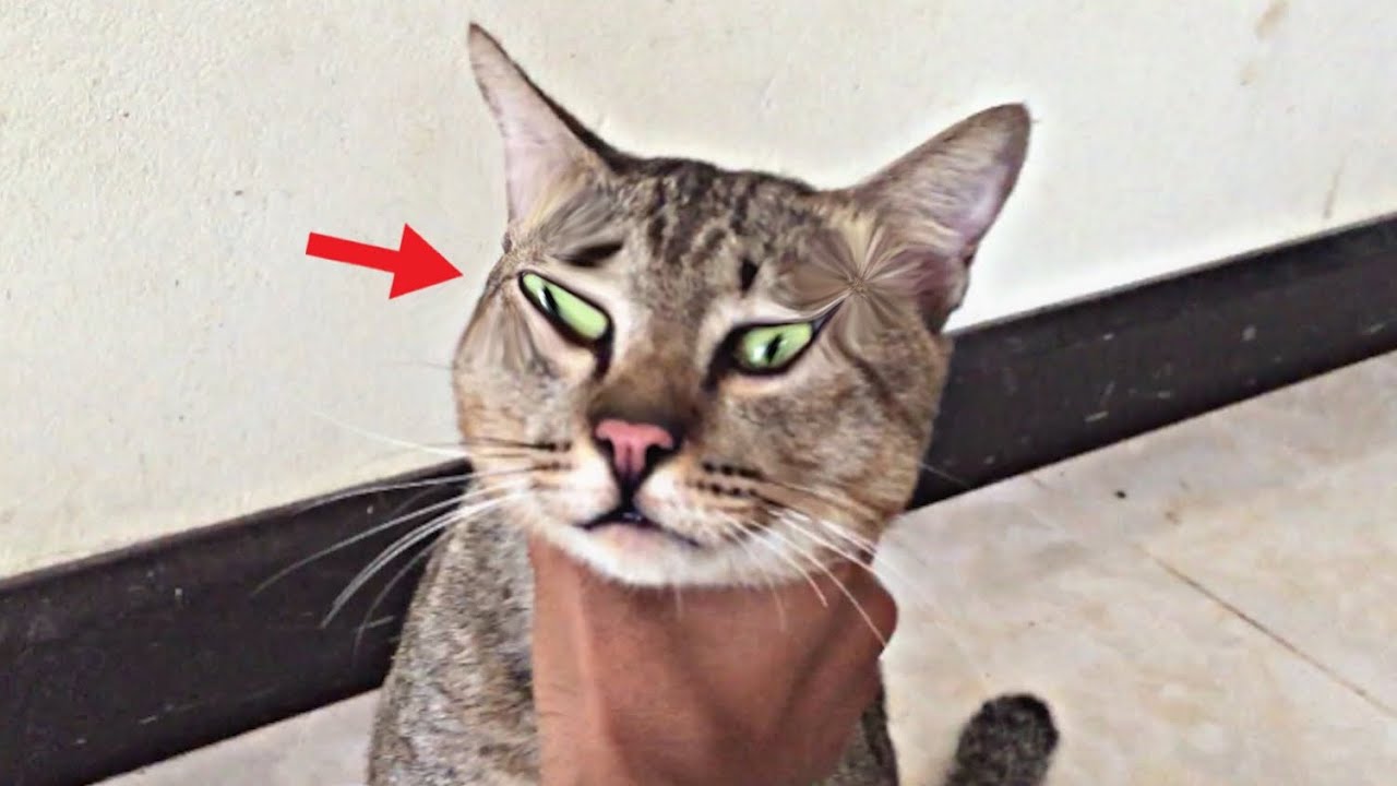 OMG !! Animal cat | Cat so cute poor cat it’s a cute cat | Cat pich ...