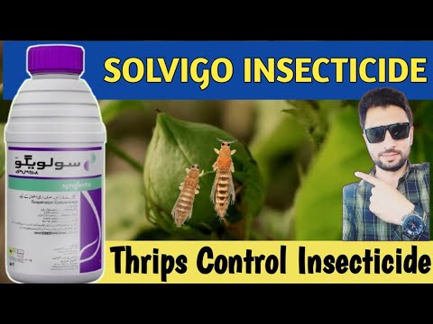 Solvigo Insecticide Syngenta | How to Control Thrips and Mites