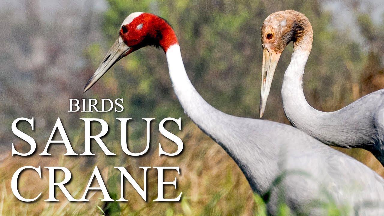 Birds: The Sarus Crane | The Sarus Crane: Worlds tallest flying bird | Sarus Crane with chick ...