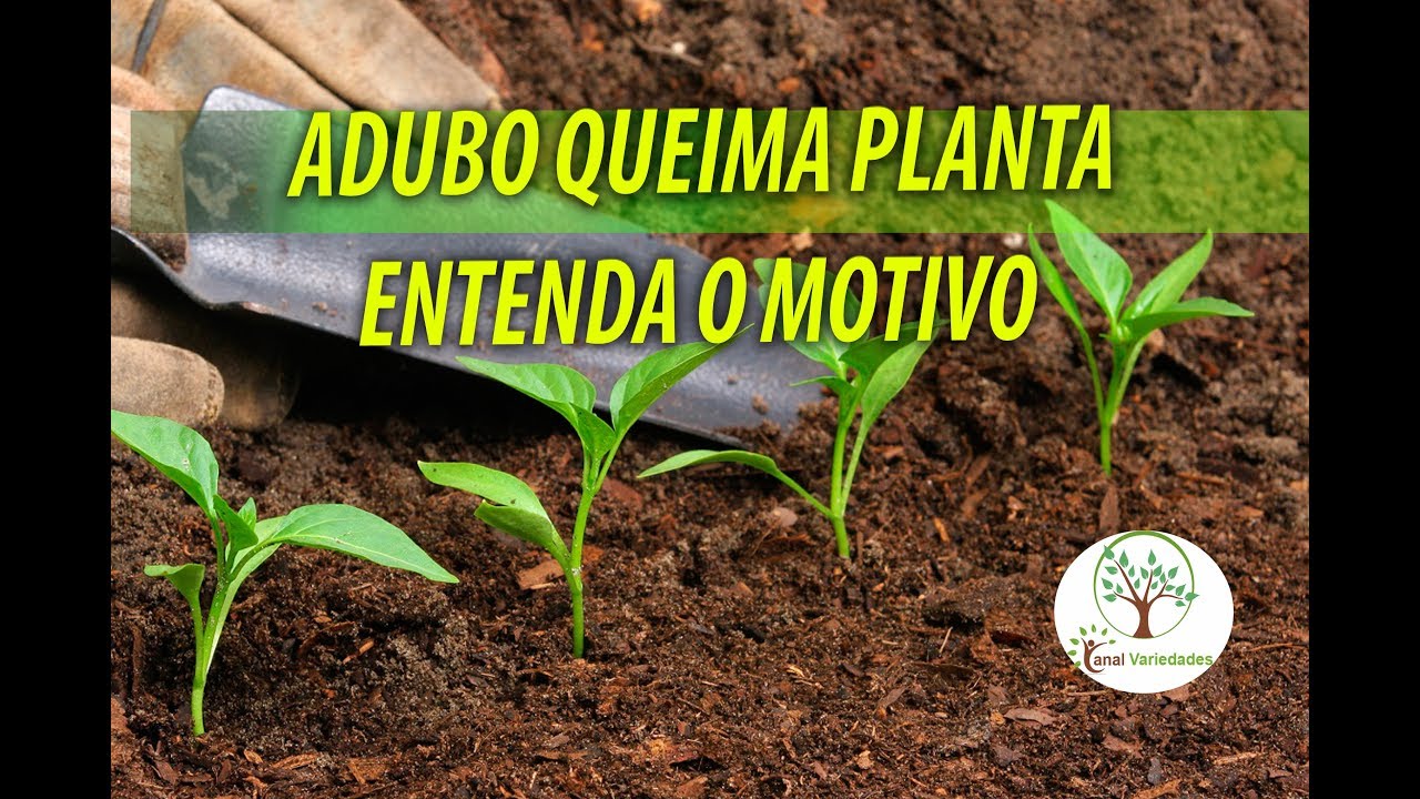 Adubo Queima e Mata Plantas entenda o motivo com Vahe Naltchadjian ...